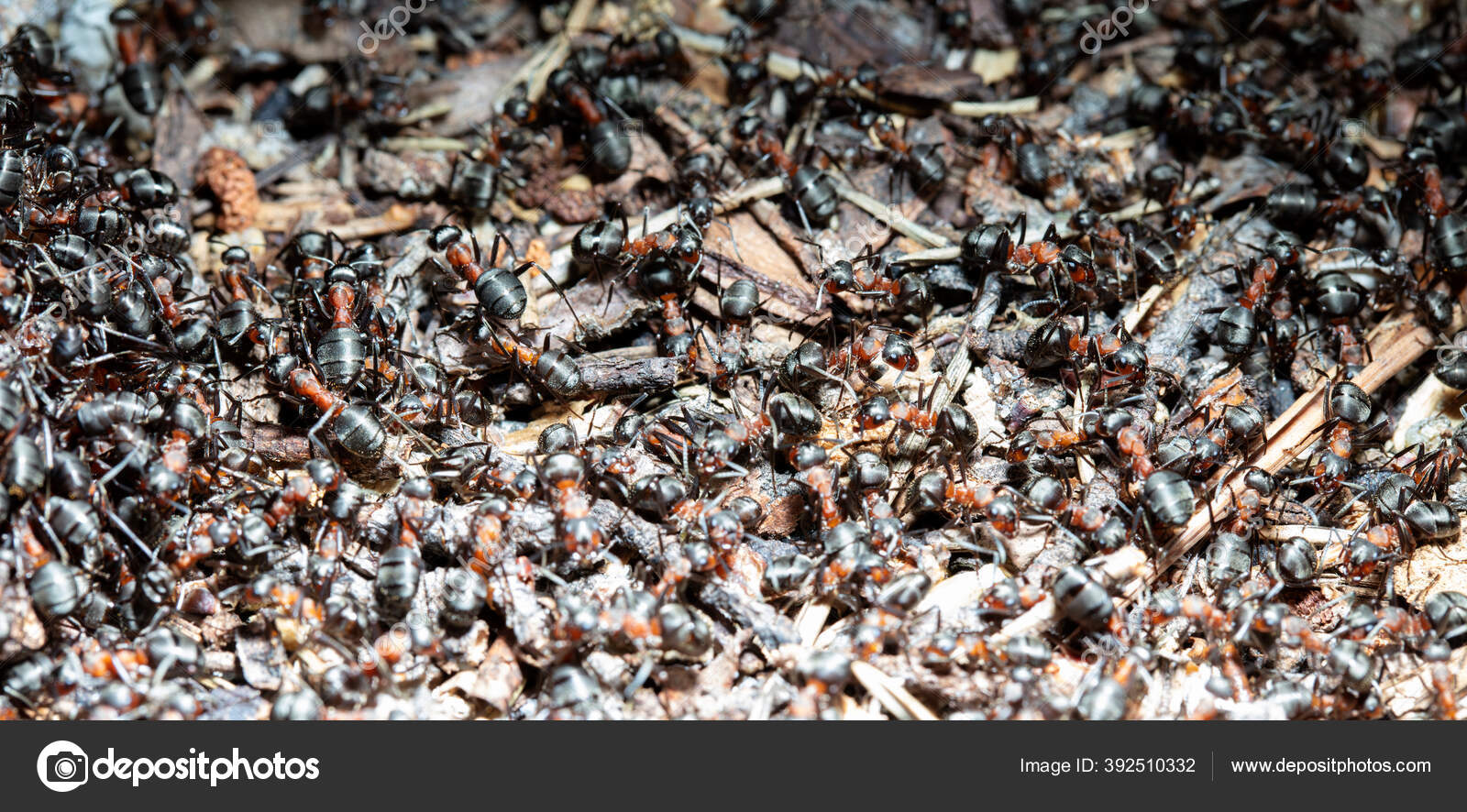 Ants Natural Habitat — Stock Photo © vad_1 #392510332