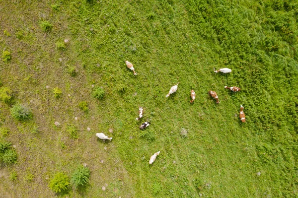 Aerial view cows Stock Photos, Royalty Free Aerial view cows Images ...