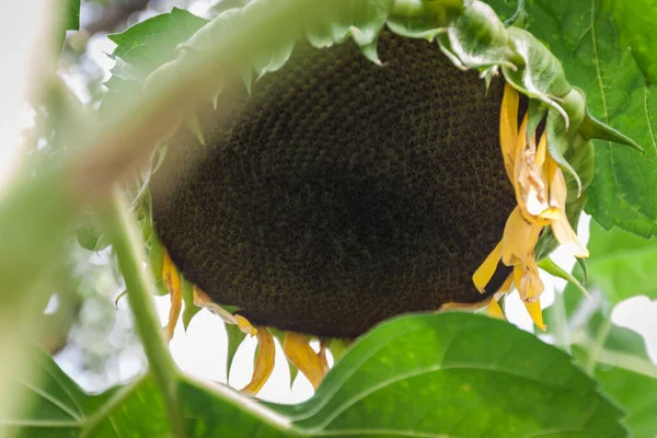 Sunflower core Stock Photos, Royalty Free Sunflower core Images ...