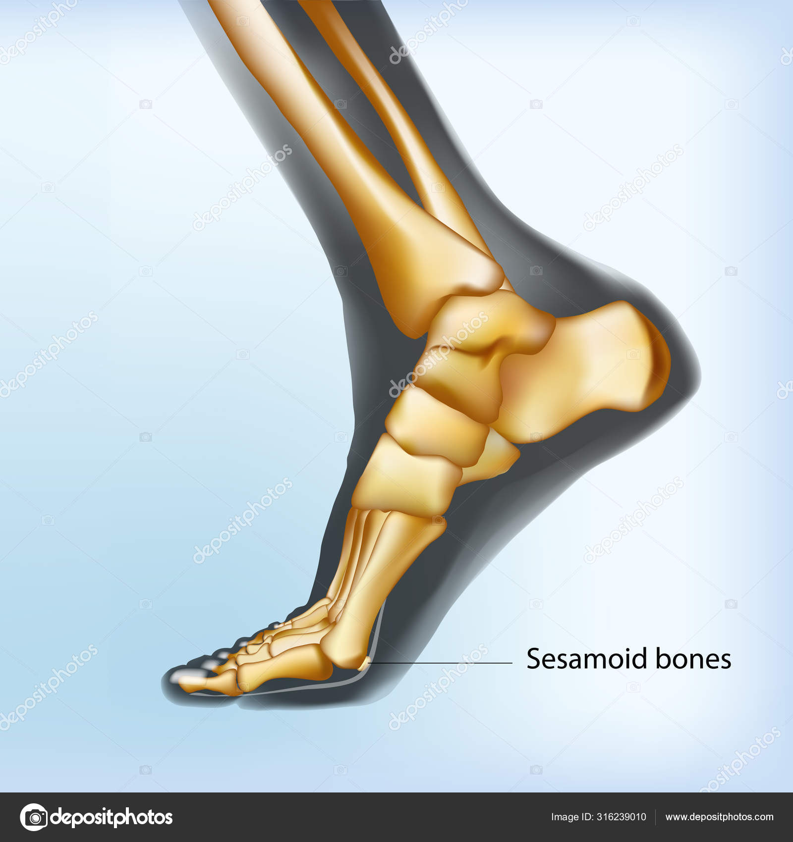 Naturalistic visualization of sesamoid bones of foot. Stock Vector ...