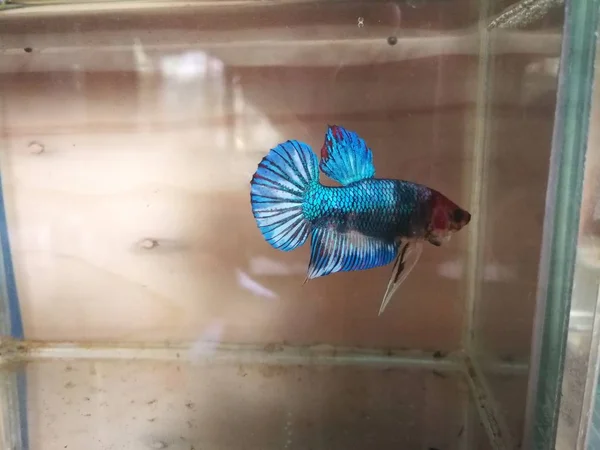 Meet fish Stock Photos, Royalty Free Meet fish Images | Depositphotos