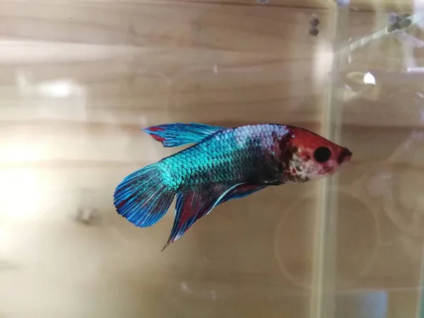 Meet fish Stock Photos, Royalty Free Meet fish Images | Depositphotos