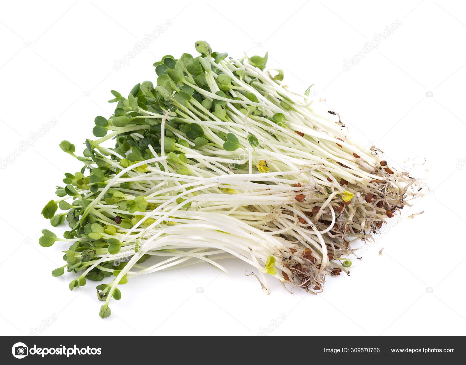 Kaiware sprout, japanese vegetable or watercress on white backgr Stock ...