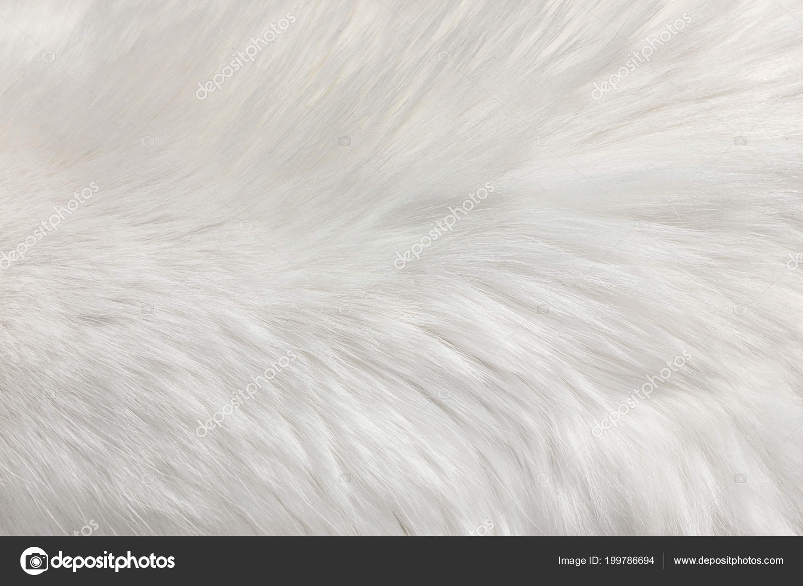White Wolf Fur Texture