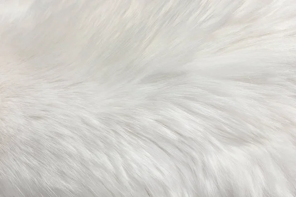 White Fur Natural Texture Close Useful Background Stock Photo by ...