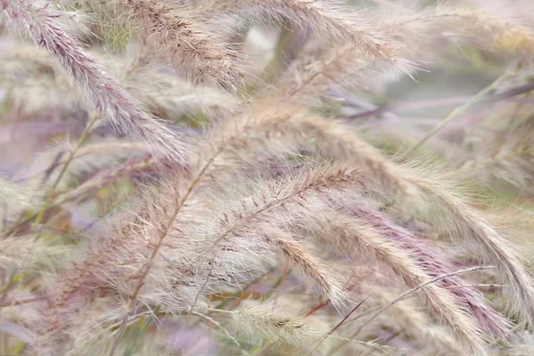 Grow feathers Stock Photos, Royalty Free Grow feathers Images ...