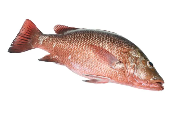 Redfish Stock Photos, Royalty Free Redfish Images | Depositphotos