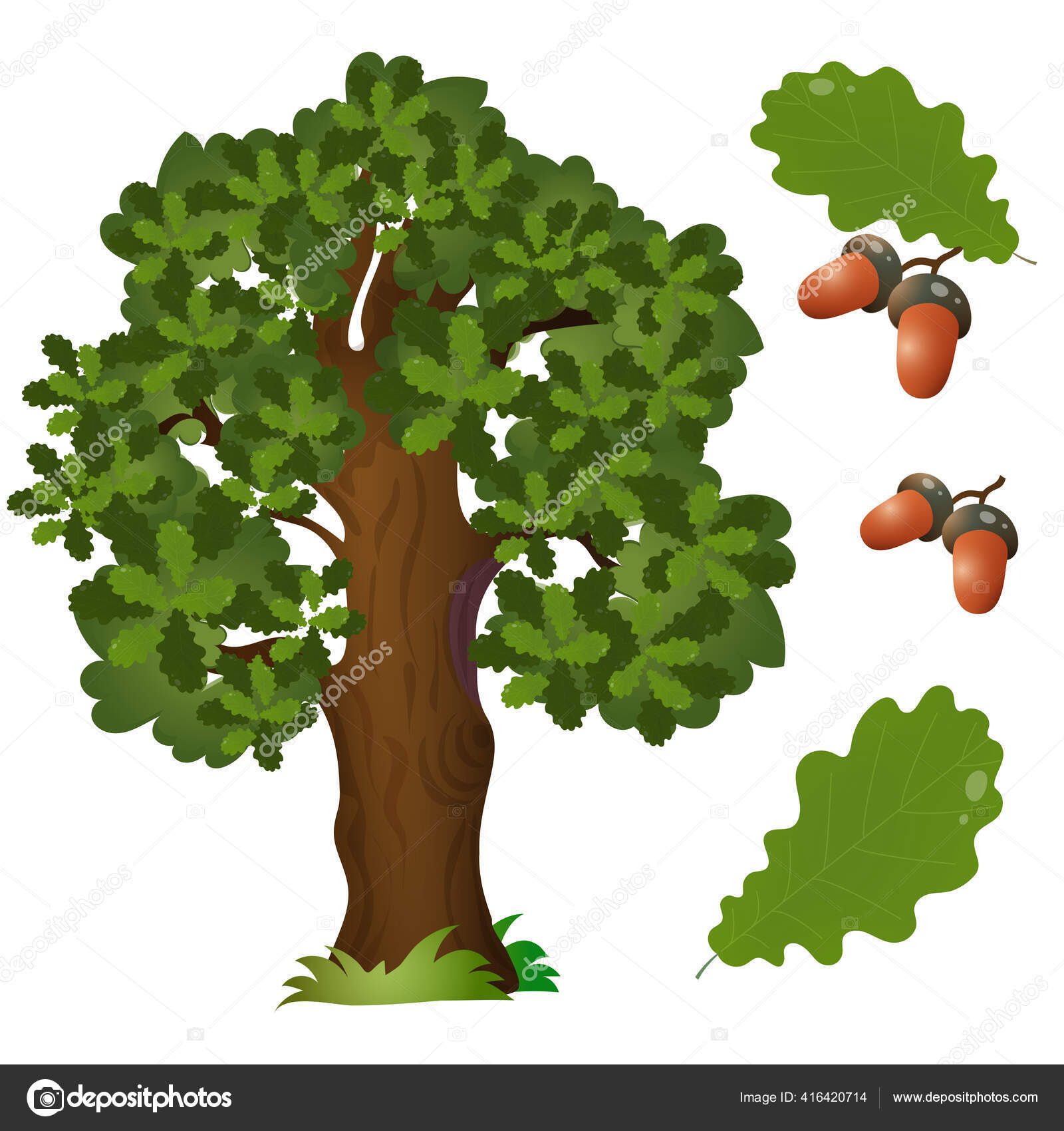 Oak Tree With Acorns Clip Art