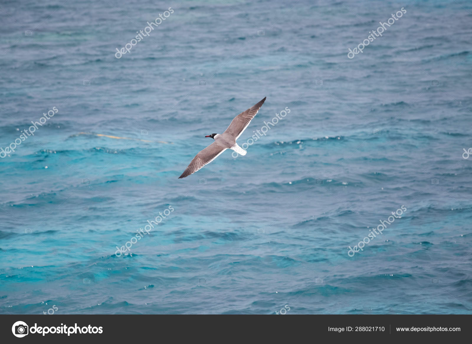 Seagull Flying Summer Sea Background Stock Photo by ©RomeoLu 288021710
