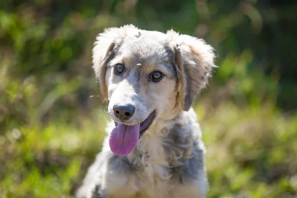 Happy Adopted Dog Field Stock Photo by ©RomeoLu 313572240