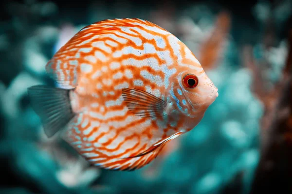 Peces discus en agua fotos de stock, imágenes de Peces discus en agua ...
