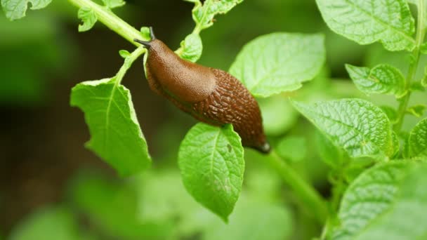 33 Parasites snail Videos, Royalty-free Stock Parasites snail Footage ...