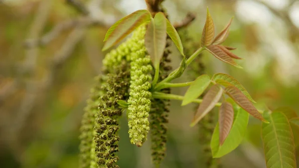 Walnut Juglans regia catkins flowers tree close-up macro detail blossom ...