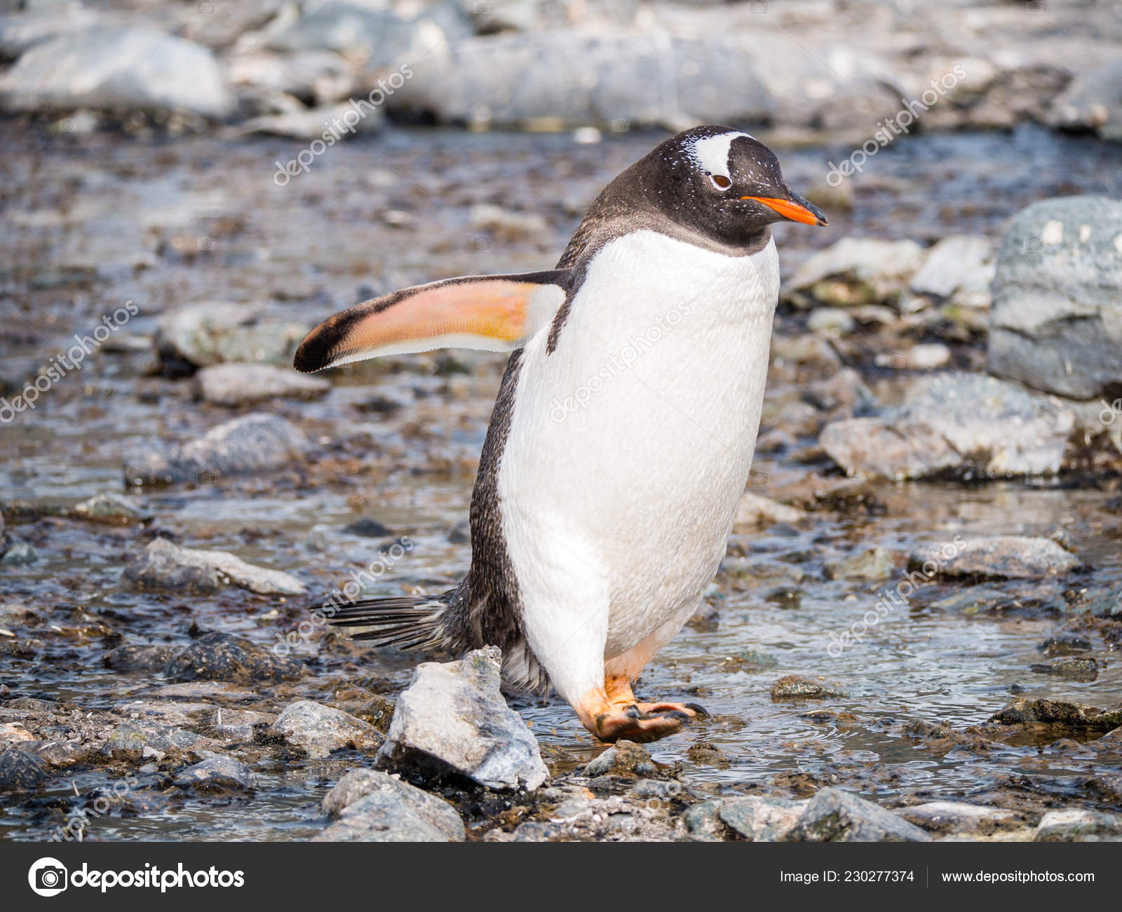 Gentoo Penguins Pebble