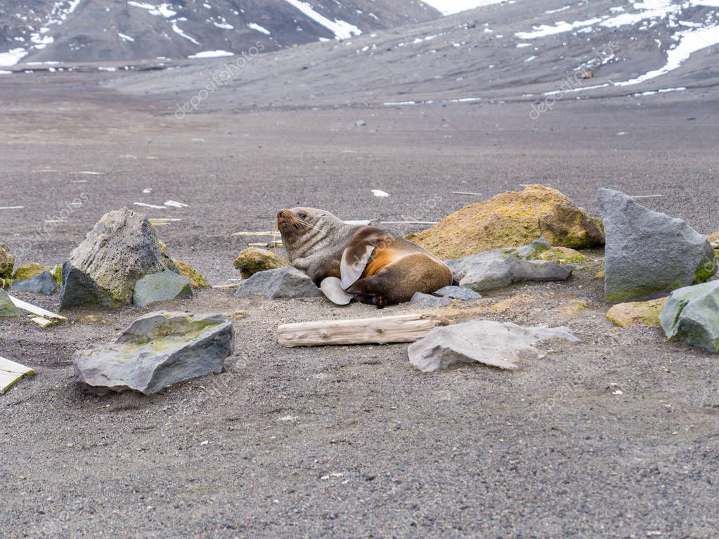 Foca peletera antártica, Arctocephalus gazella descansando en la playa ...
