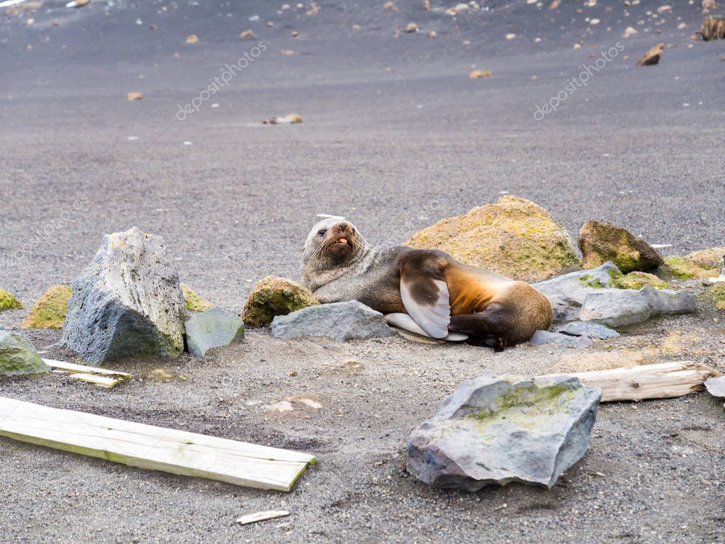 Foca peletera antártica, Arctocephalus gazella en la playa de arena ...