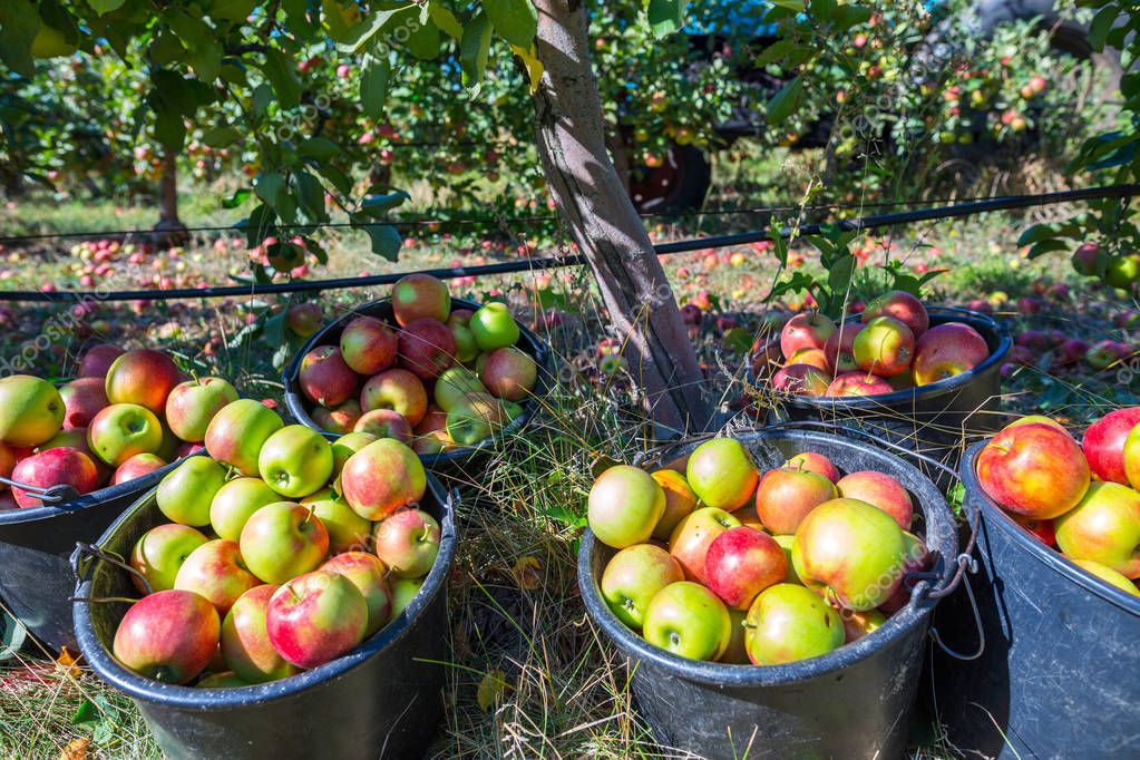 La cosecha de manzanas rojas maduras recién recolectadas de las ramas ...