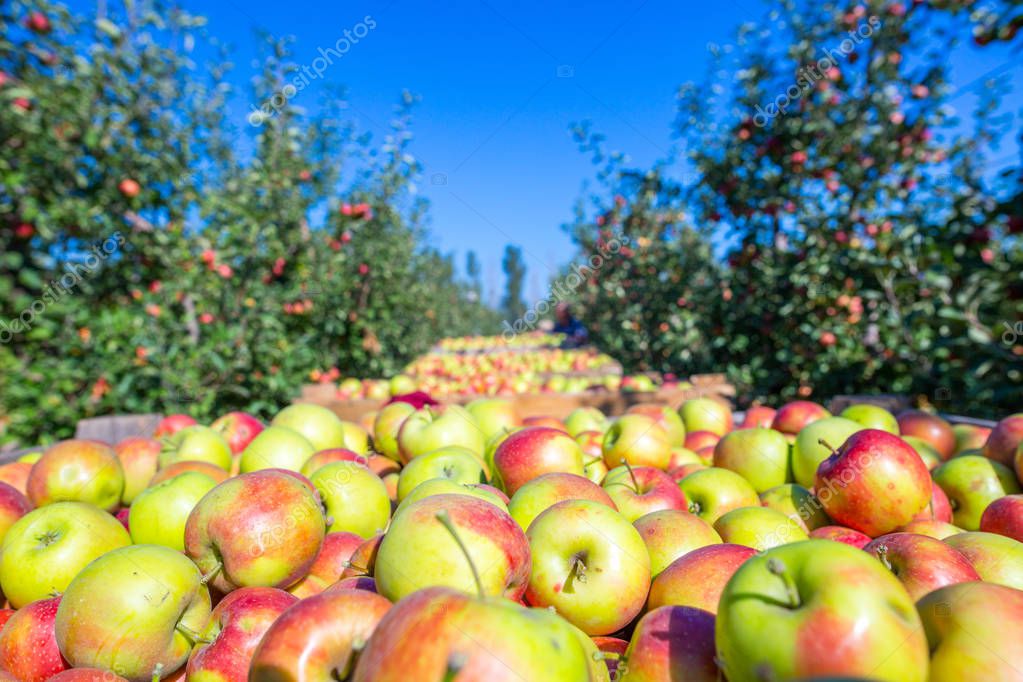 La cosecha de manzanas rojas maduras recién recolectadas de los árboles ...
