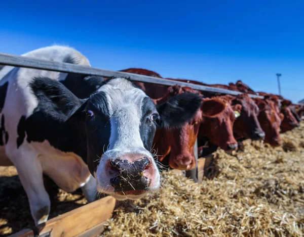 Breed of hornless dairy cows eating silos fodder in cowshed farm Stock ...