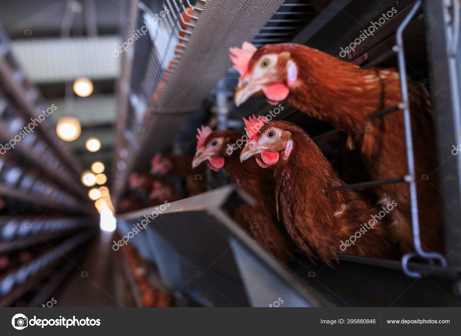 Production Red Chickens