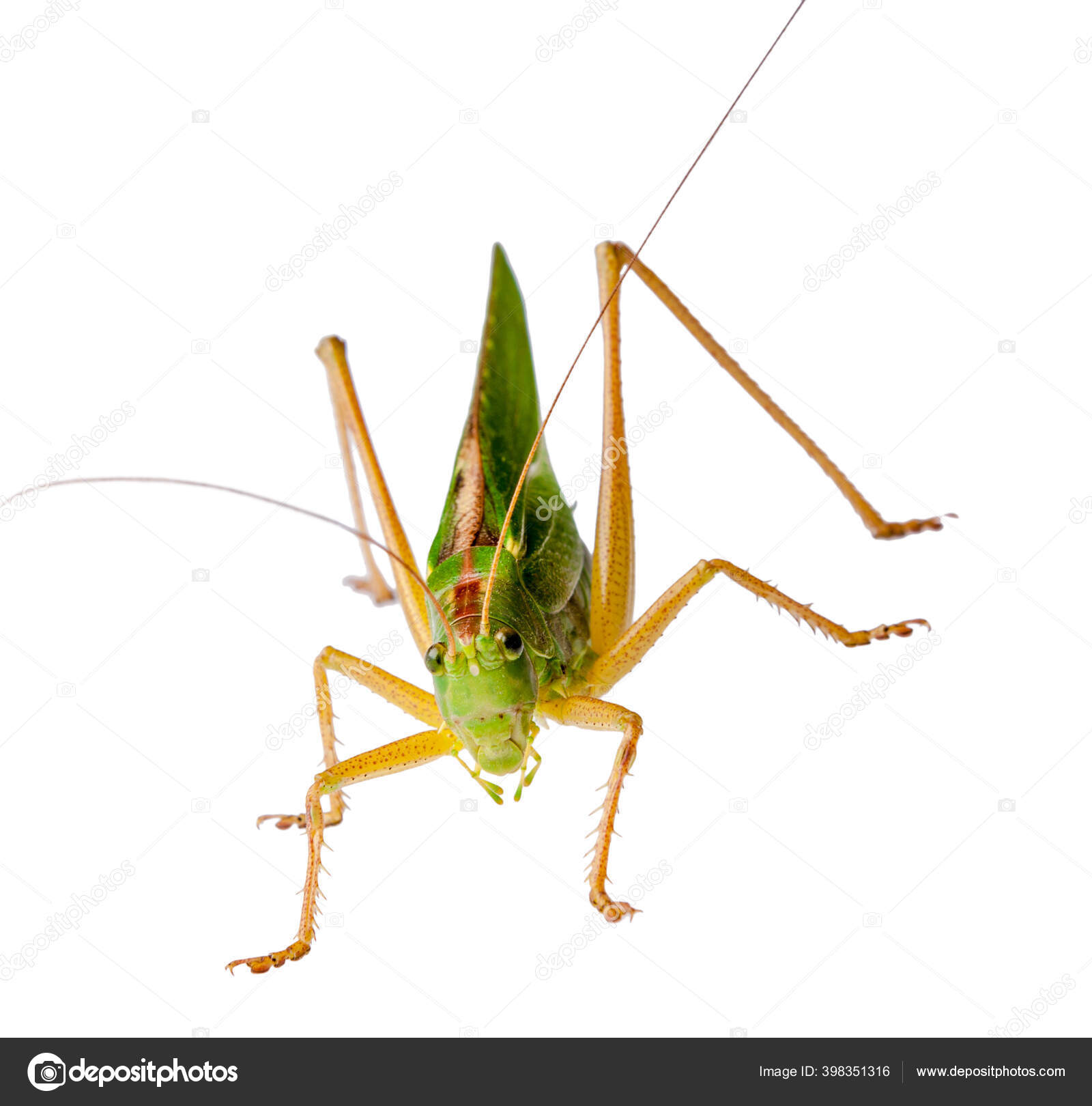 Female Locust Ovipositor Locust Grasshopper Isolated White Background ...