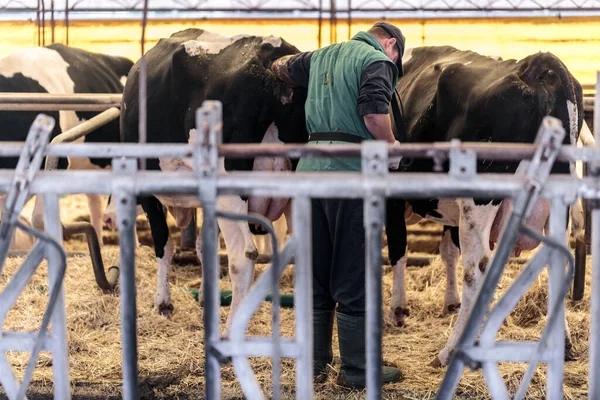 Livestock veterinarian at help of a compact device performs rectal ...