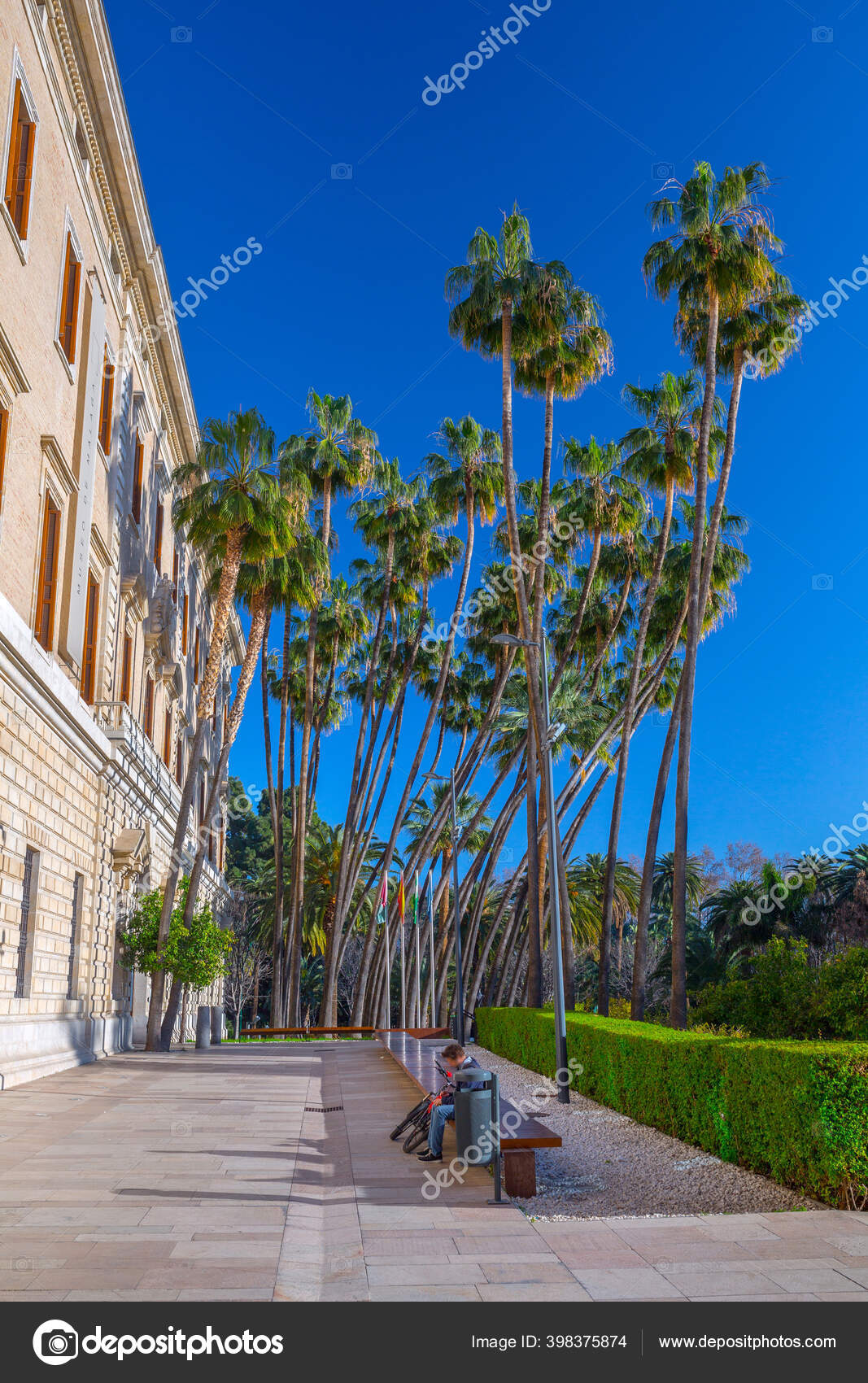 Giant Palm Trees Washingtonia Robusta Mexican Fan Palm Mexican ...