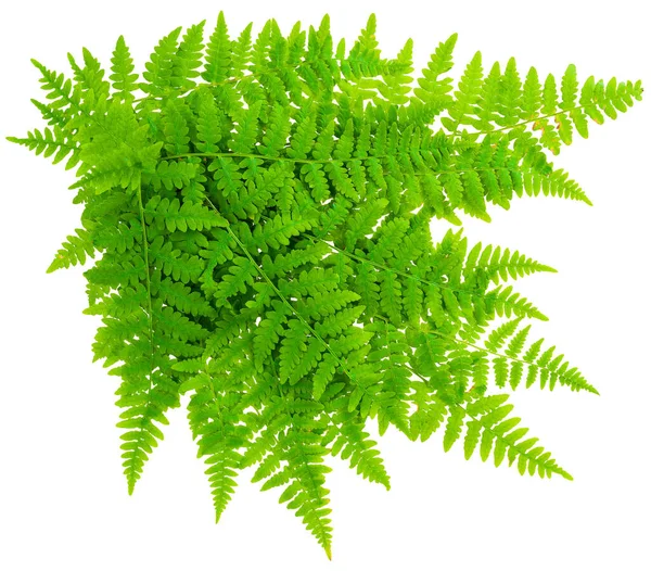 bunch leaf fern isolated on white background in macro lens shooting ...