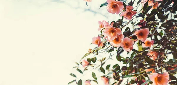 Spring Tumblr Photography