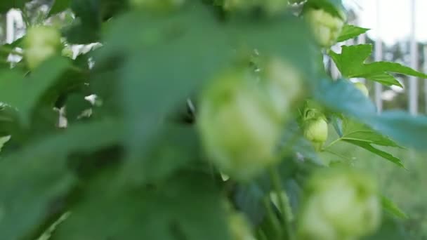 21 Hops desenho Videos, Royalty-free Stock Hops desenho Footage ...