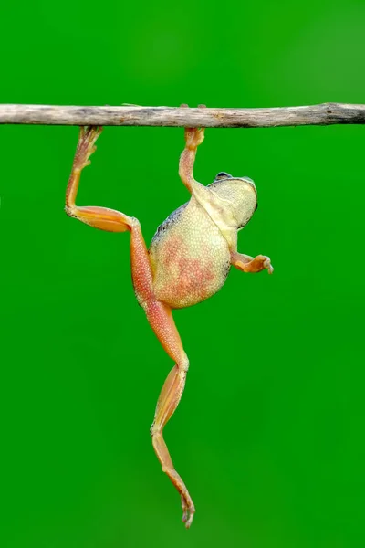 Upside Down Frog