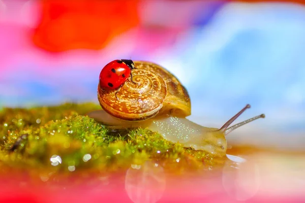 Colorful snail Stock Photos, Royalty Free Colorful snail Images ...