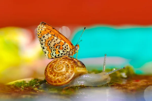 Colorful snails Stock Photos, Royalty Free Colorful snails Images ...