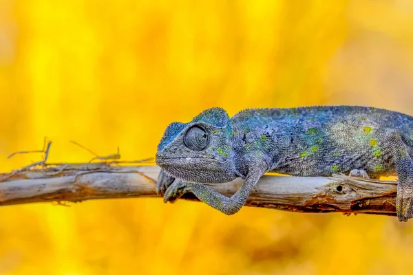 Macro shots, Beautiful nature scene green chameleon - Stock Image ...