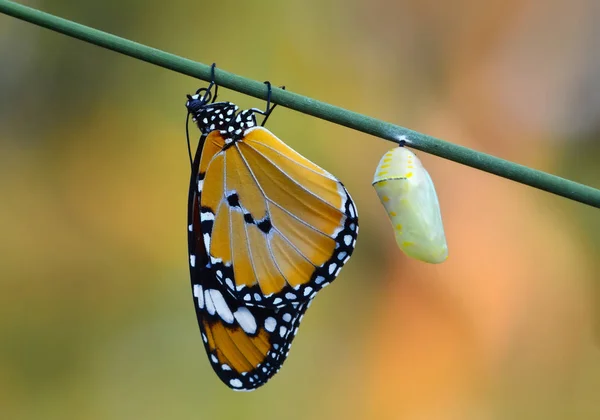 Capullo mariposa fotos de stock, imágenes de Capullo mariposa sin ...