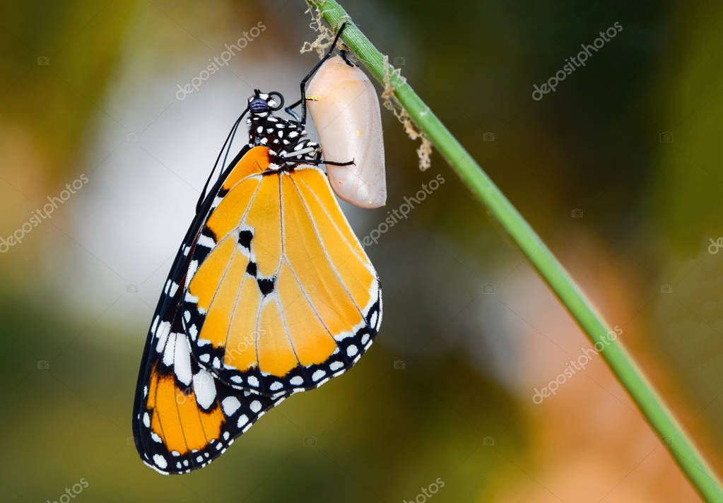 Momento increíble, mariposa monarca emergiendo de su crisálida 2024