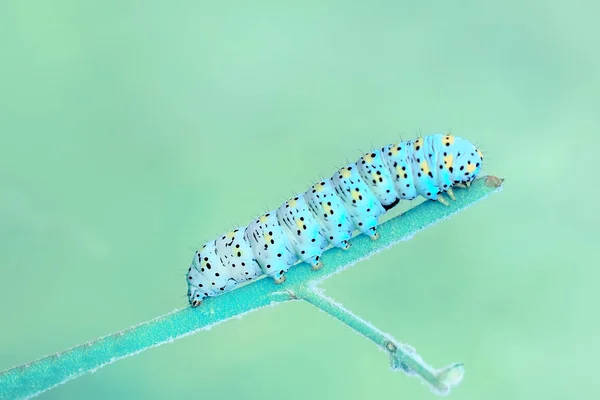 Chenille bleue Stock Photos, Royalty Free Chenille bleue Images ...