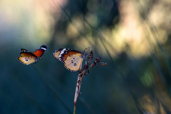 Two Butterflies Flying Together