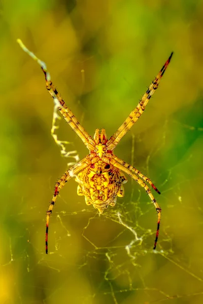 Golden wheel spider Stockfotos, lizenzfreie Golden wheel spider Bilder ...