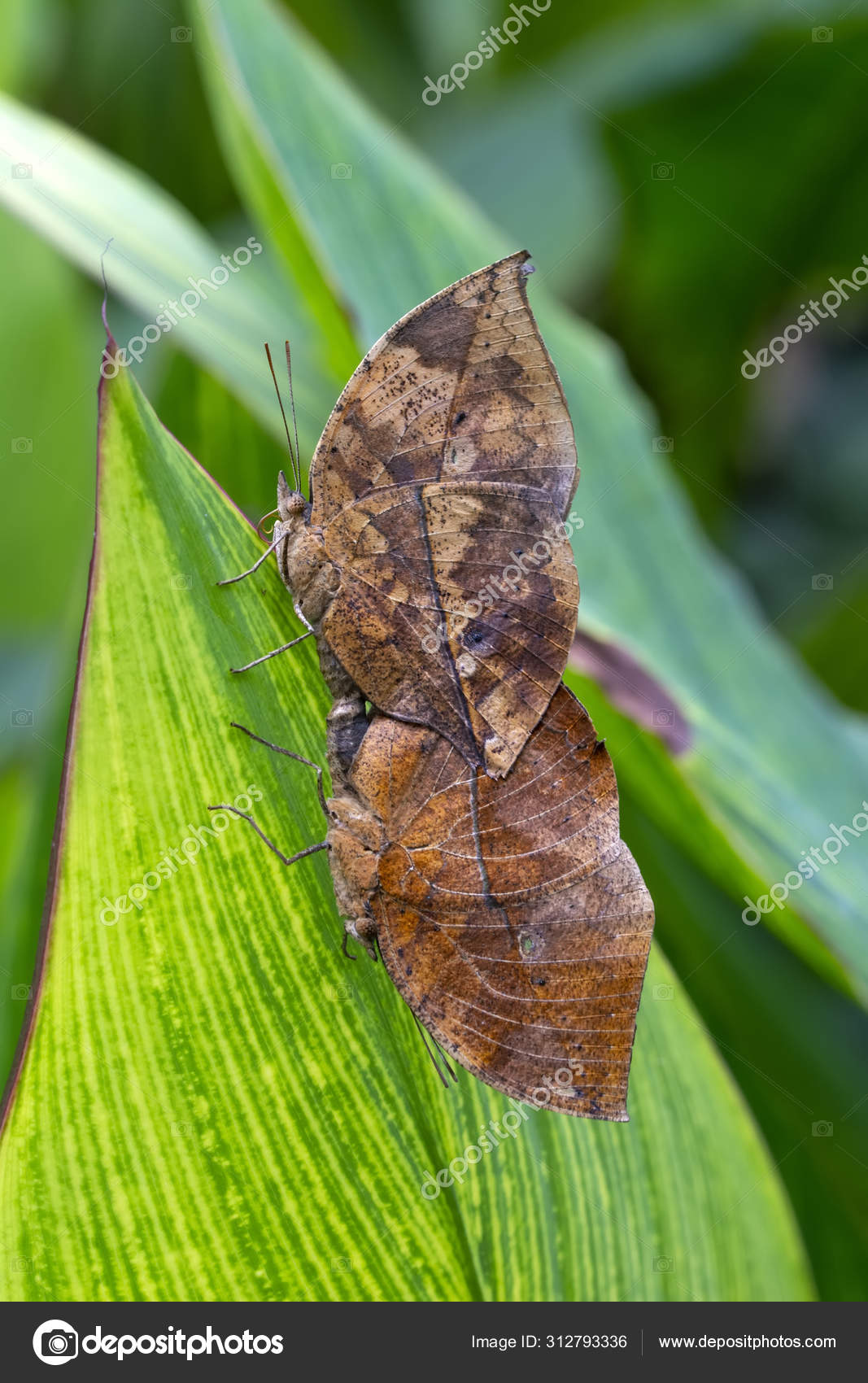 Two Butterfly Mating Dead Leaf Butterfly Kallima Inachus Aka Indian ...