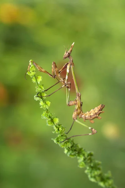 Beautiful mantis Stock Photos, Royalty Free Beautiful mantis Images ...