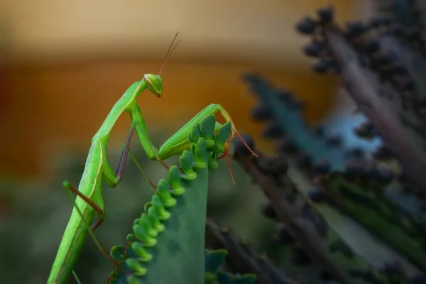 Mantis religiosa Stock Photos, Royalty Free Mantis religiosa Images ...