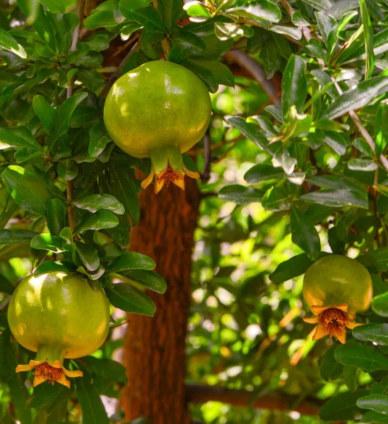 Fruits of israel Stock Photos, Royalty Free Fruits of israel Images ...