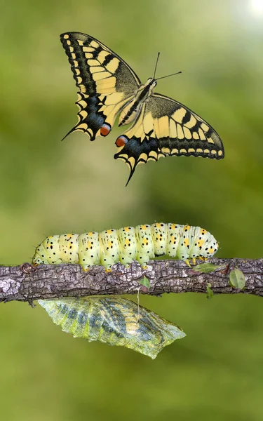 Caterpillar To Butterfly