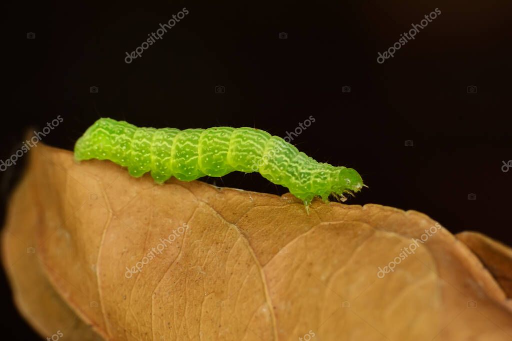 Fotos macro, hermosa escena de la naturaleza. Cerca hermosa oruga de mariposa 2023