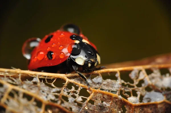 True bugs Stock Photos, Royalty Free True bugs Images | Depositphotos