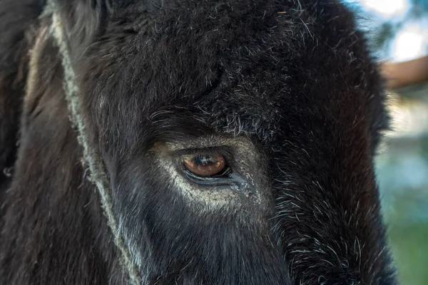 Tristes yeux de cheval Stock Photos, Royalty Free Tristes yeux de ...