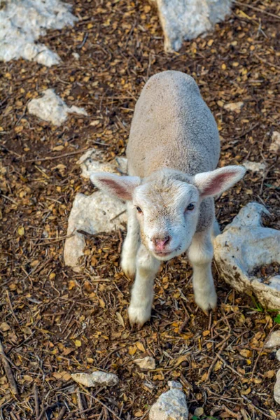 Скачать картинки Little lamb dora the explorer, стоковые фото Little ...