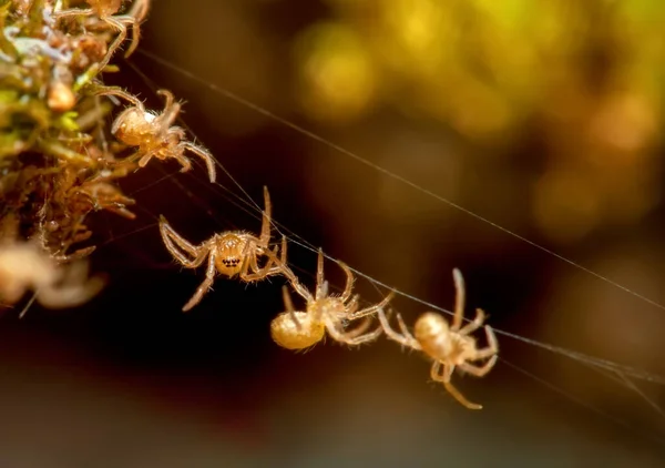 Baby spiders Stock Photos, Royalty Free Baby spiders Images | Depositphotos