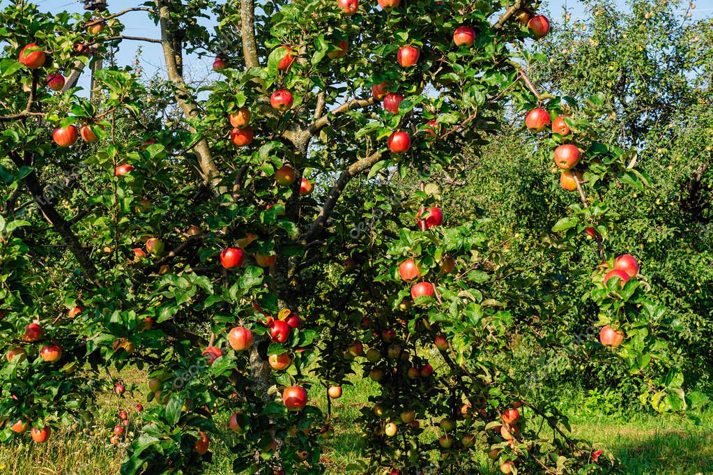 Manzanas maduras en los árboles. Jardín de manzanos. Cosecha en la ...